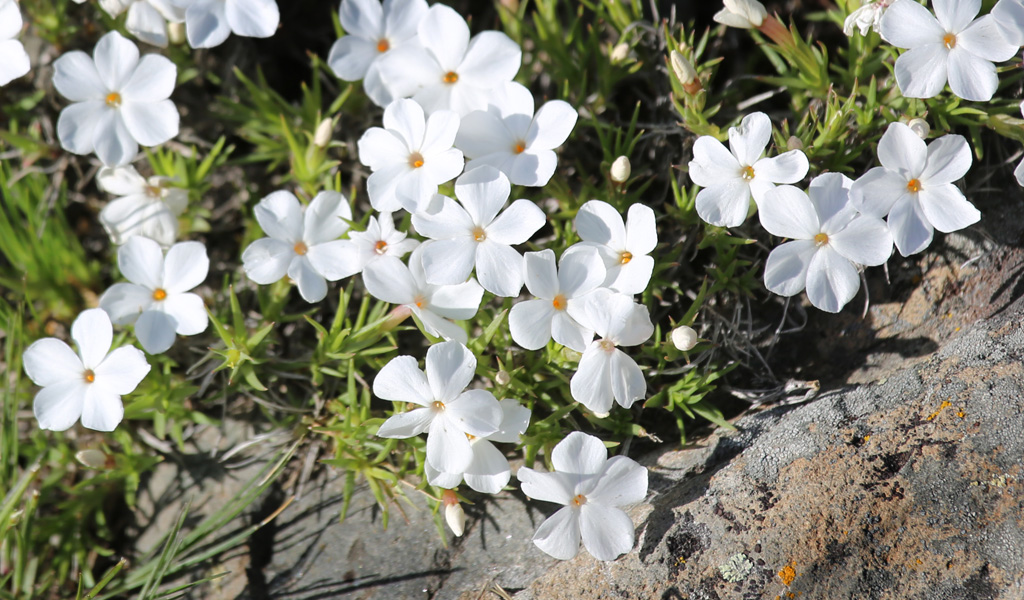 Yellowstone-Flower6-0I1B2956-1024 – New American Nomads